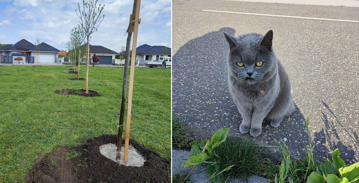 Grumpy Cat magyar rokona ellenőrizte az alsójózsai faültetést